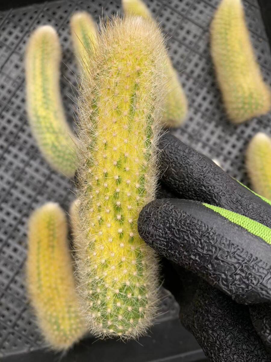 Yahoo!オークション - K128 サボテン ヒモサボテン ヒルデウィンテラ・...