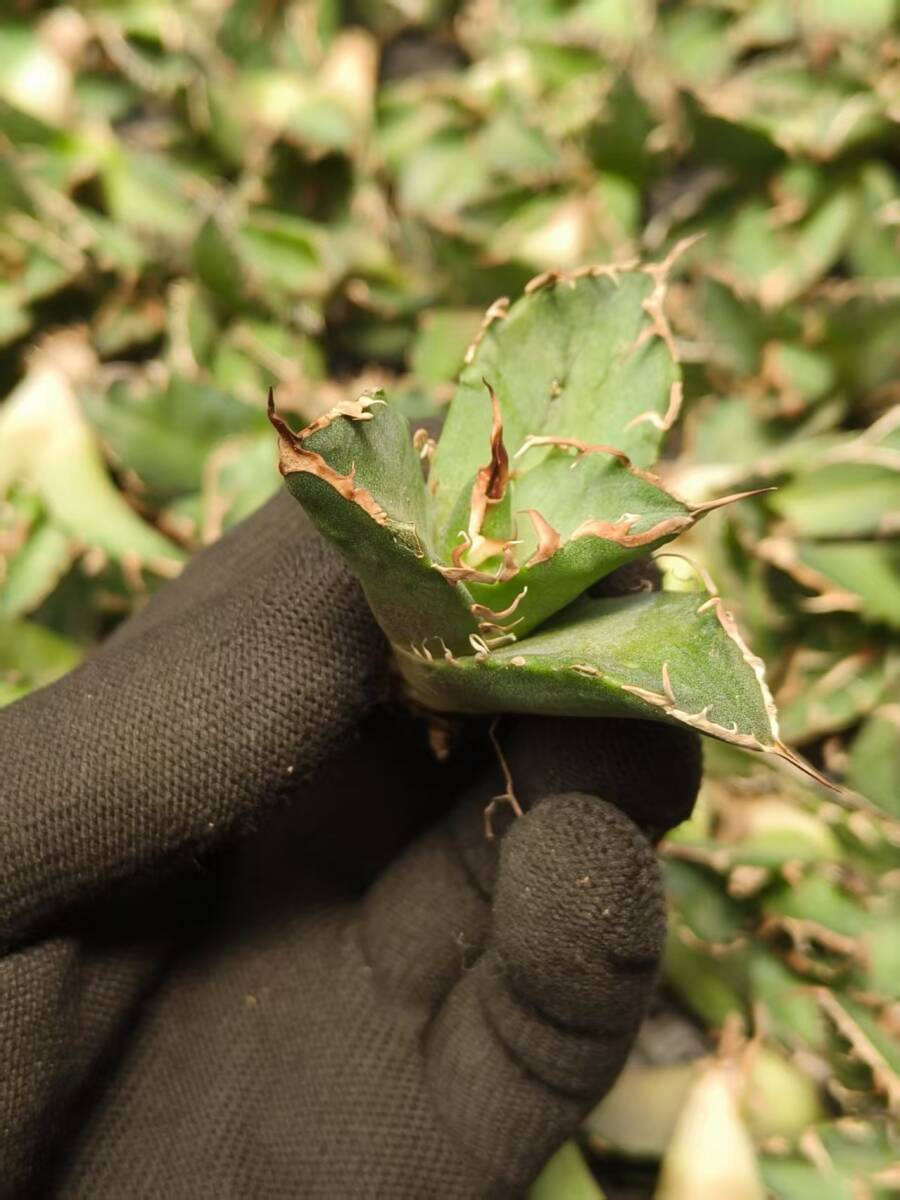 Yahoo!オークション - 401 多肉植物 アガベ チタノタ 凱撒 SUPER CAESA...