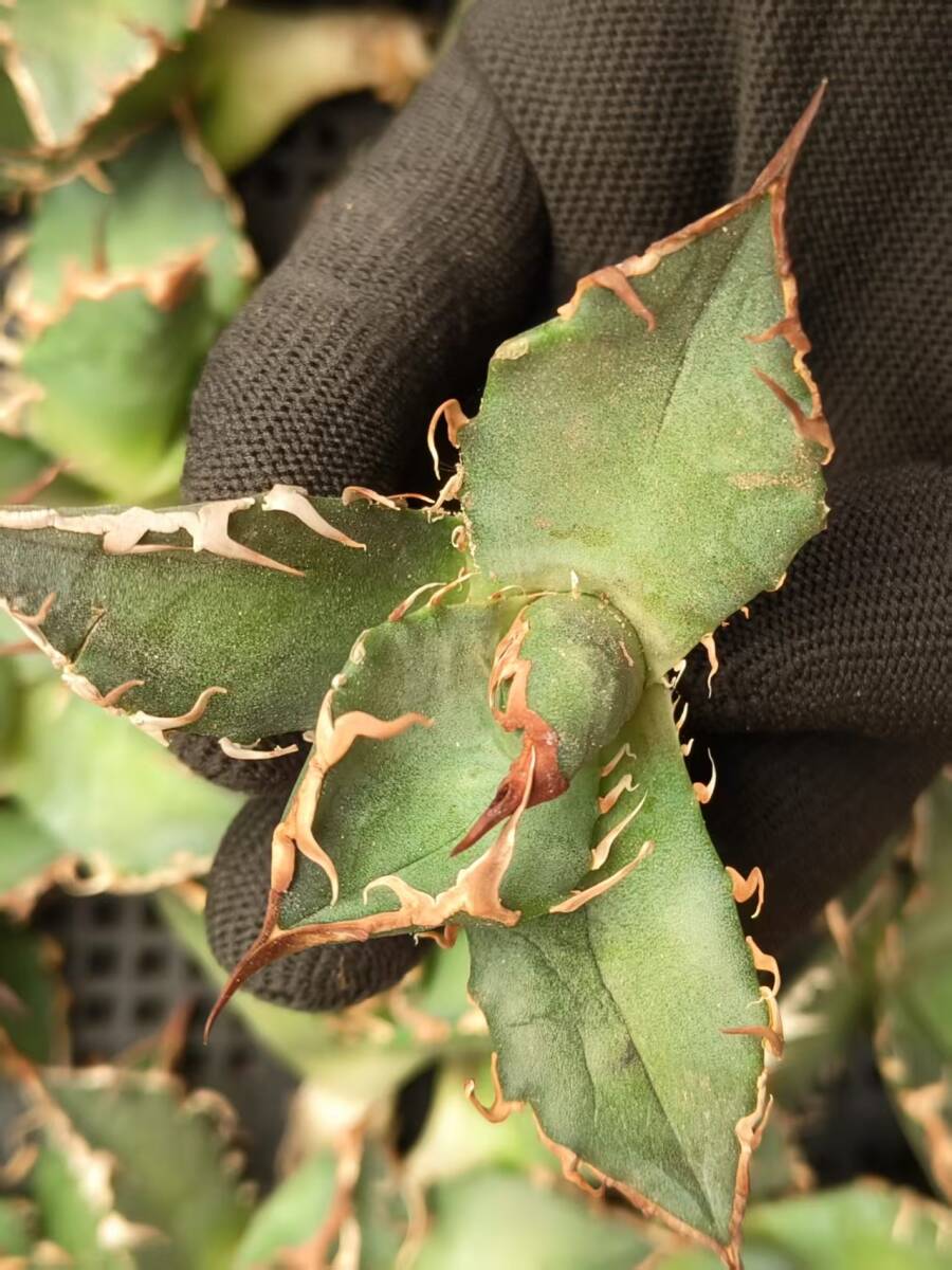 Yahoo!オークション - 597 多肉植物 アガベ チタノタ 凱撒 SUPER CAESA...