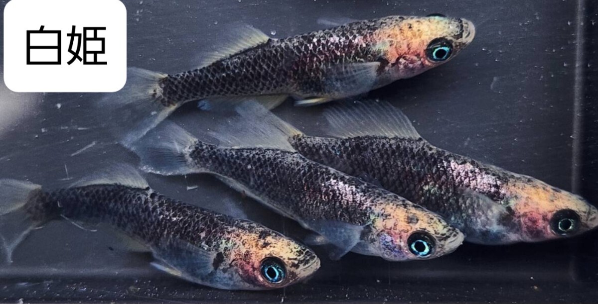 Yahoo!オークション - 人気の4種類 好評に付き1円スタート 墨虎RLF 10...