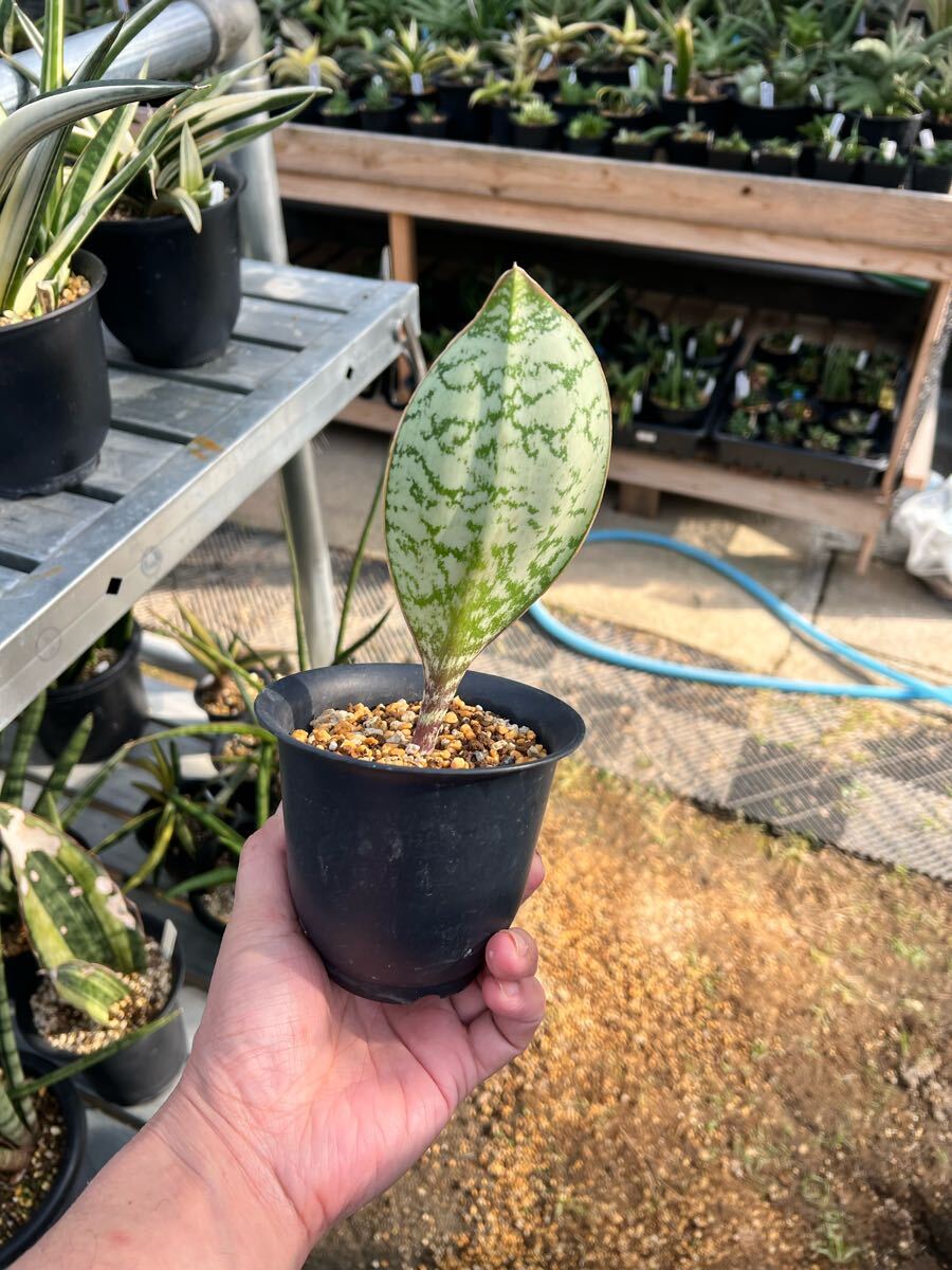 Yahoo!オークション - Hu chang サンセベリア・サンスベリア