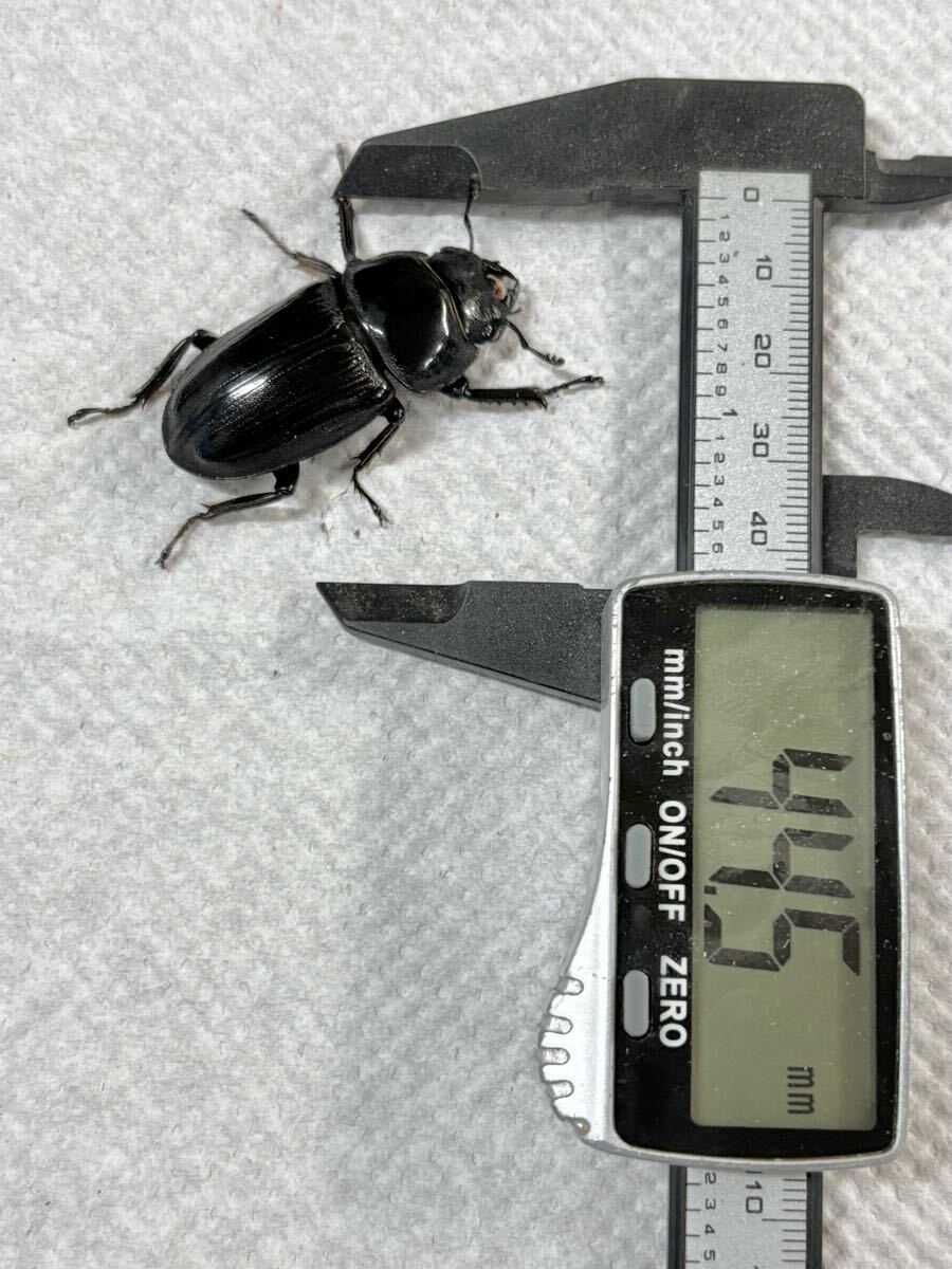 Yahoo!オークション - 【後食済み】WF3 グランディスオオクワガタ（原...