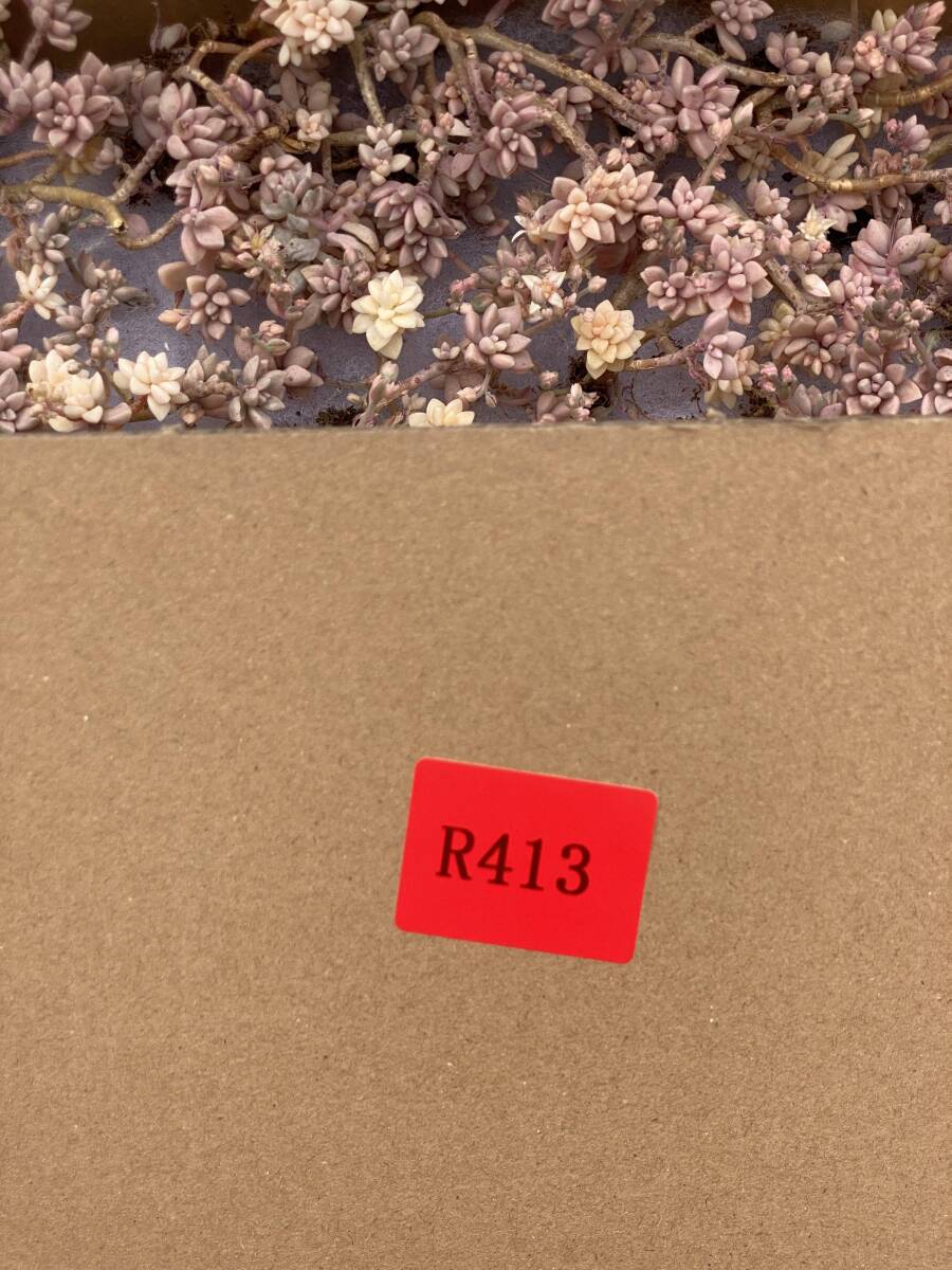 Yahoo!オークション - 60株 R413 多肉植物 エケベリア 風車 モエマメ ...