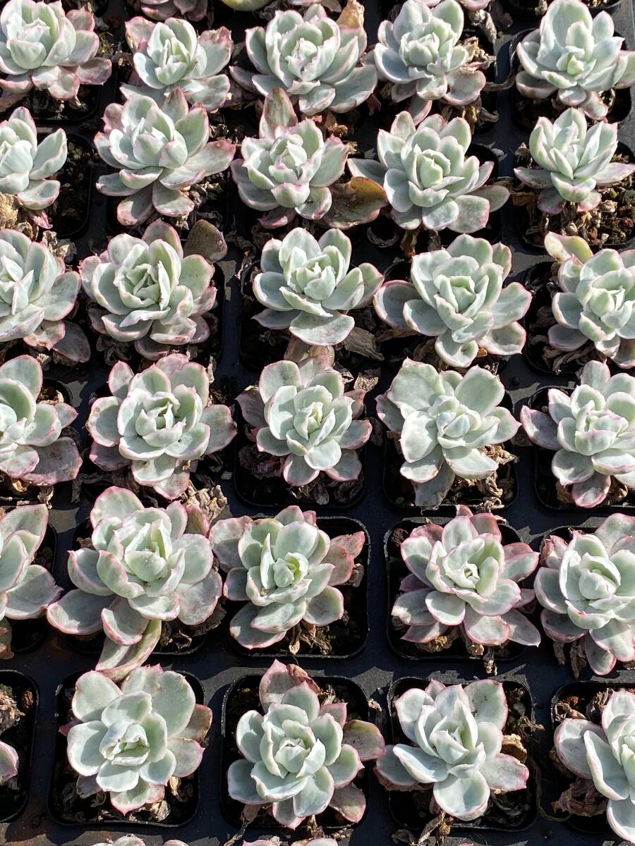 Yahoo!オークション - 42株 T628 多肉植物 エケベリア バークリー錦 サ...