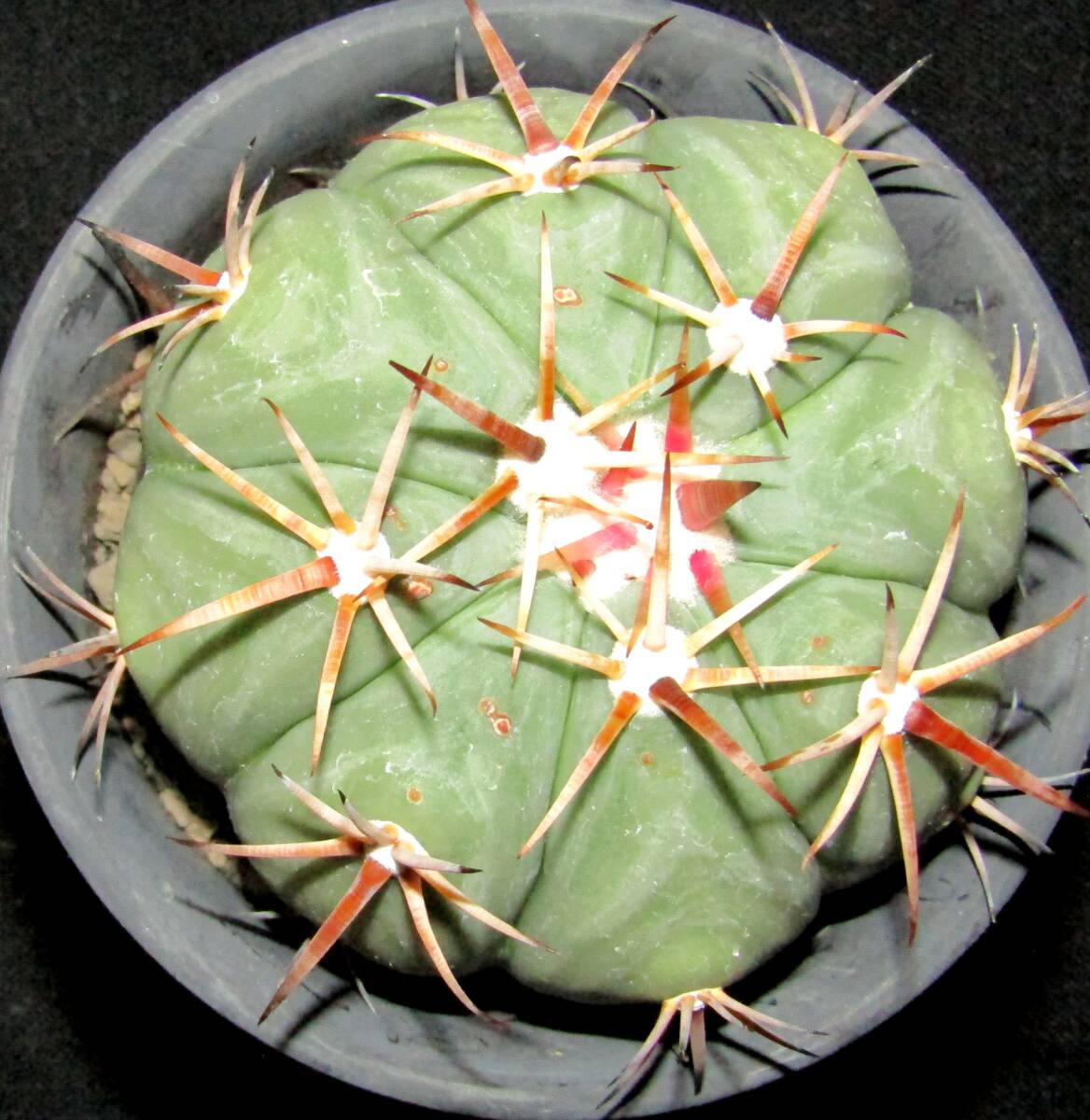 Yahoo!オークション - エキノカクタス・太平丸雷帝(TA0-153)（実生接...