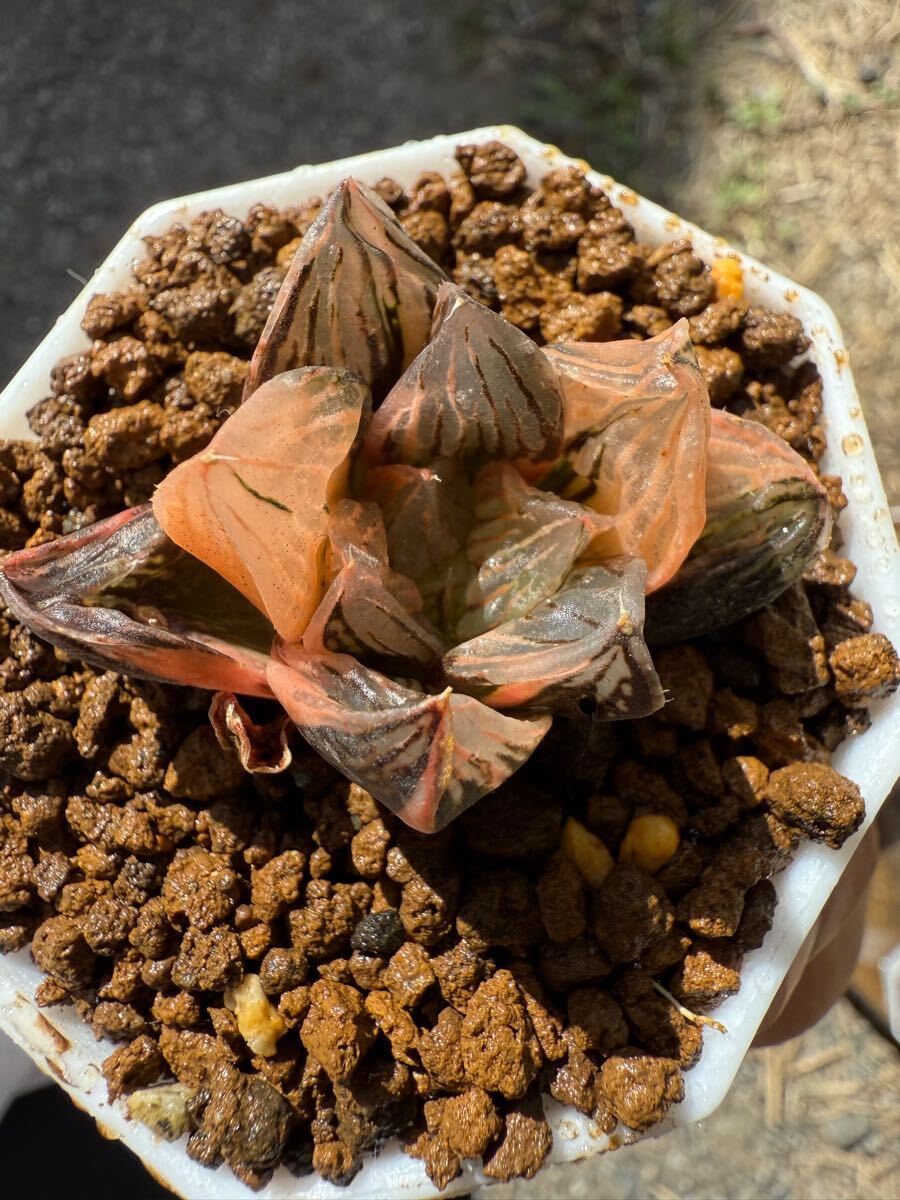 Yahoo!オークション - 多肉植物 ハオルチア ハオルシア オブツーサ錦 ...