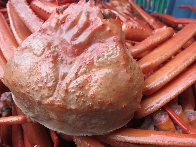 Yahoo!オークション - 10本 名人の浜茹で蟹3L (500-600g）茹でたて直...