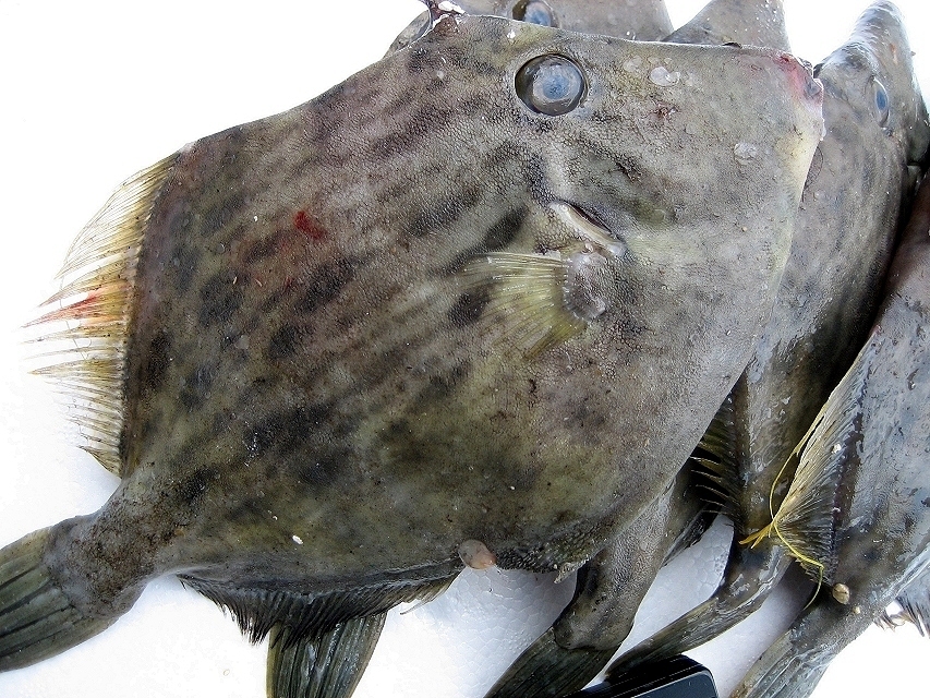 Yahoo!オークション - 生肝絶品 「活 本カワハギ3Kg」 お刺身用 フグに...