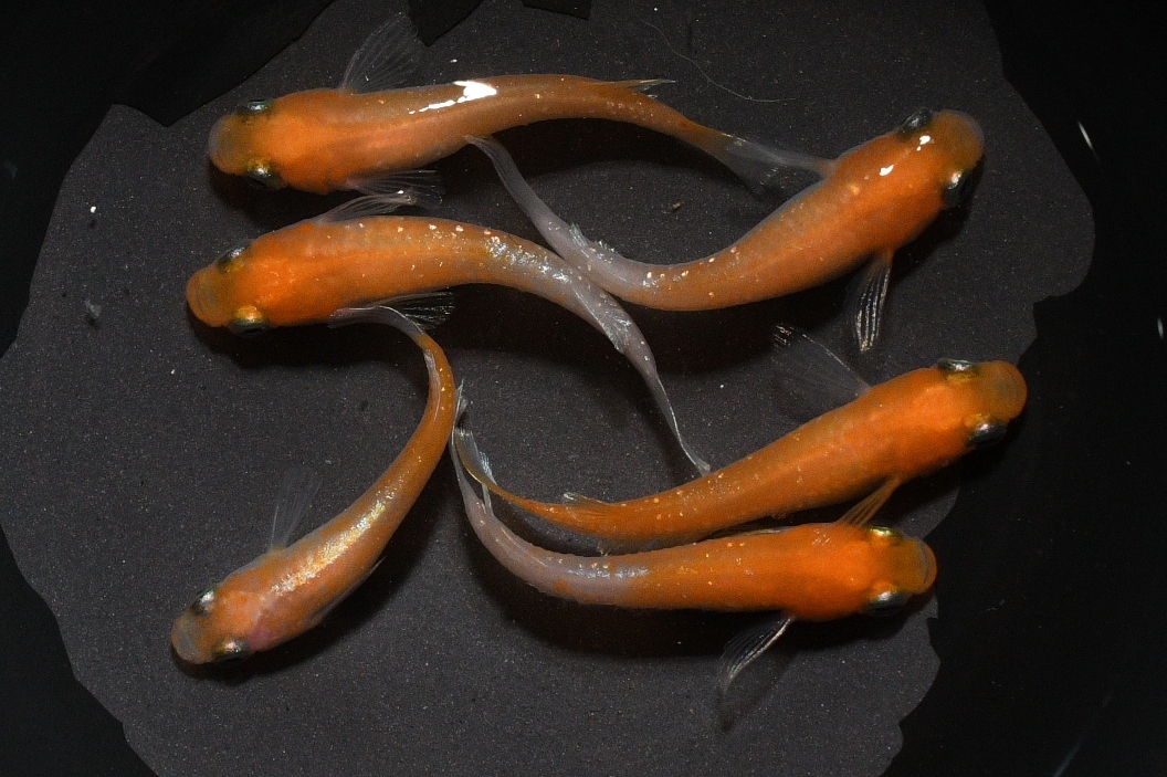 Yahoo!オークション - 【猫飯】デーンモルフォメダカ・3ペア V23 野...