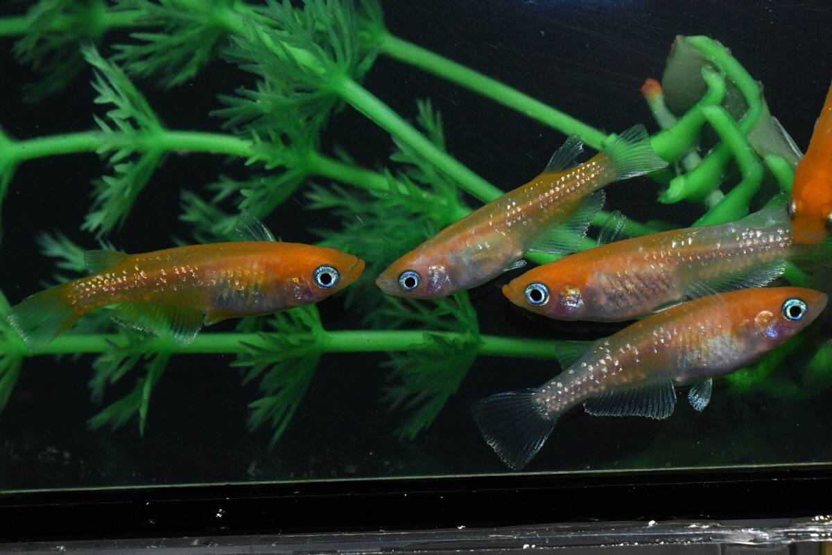 Yahoo!オークション - 【猫飯】デーンモルフォメダカ・3ペア V23 野...