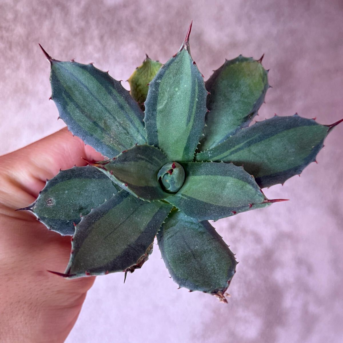 Yahoo!オークション - 2 Agave parryi huachucensis アガベ パリー ホ...