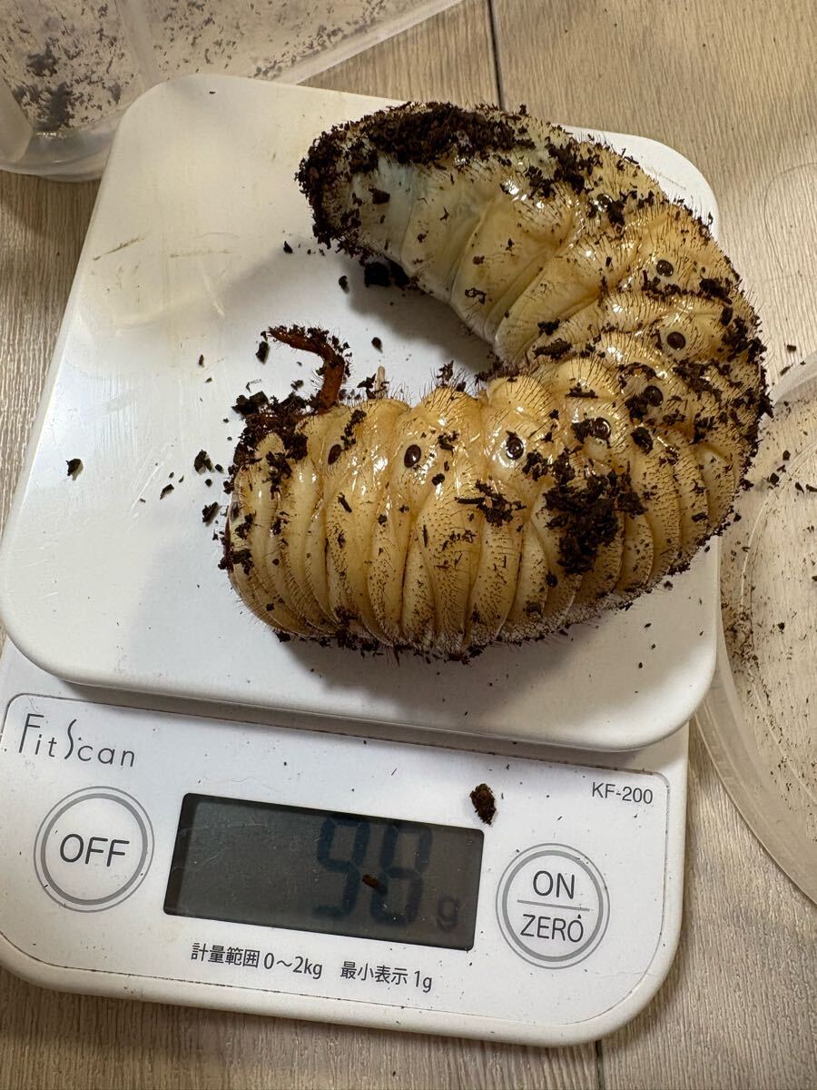 Yahoo!オークション - ネプチューンオオカブトWF1幼虫ペア