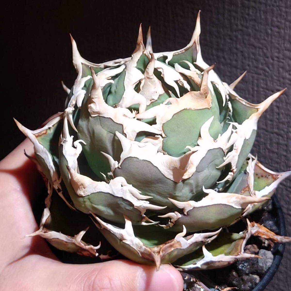 Yahoo!オークション - 【0404】アガベ チタノタ FO76 Agave titanota F...