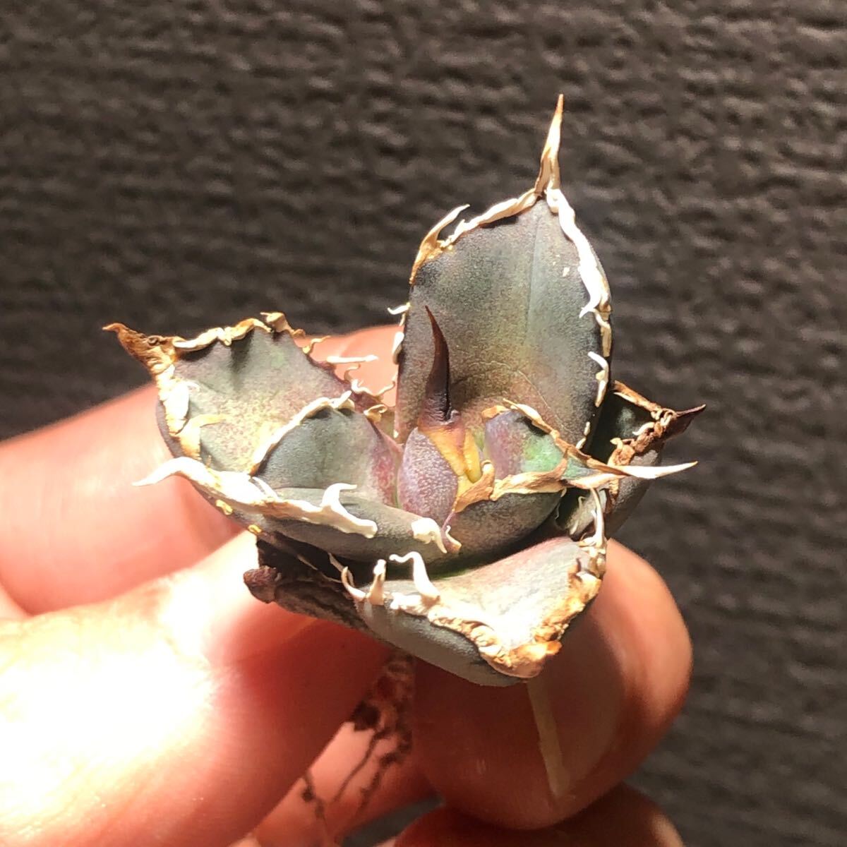 Yahoo!オークション - 【0404】アガベ チタノタ FO76 Agave titanota F...