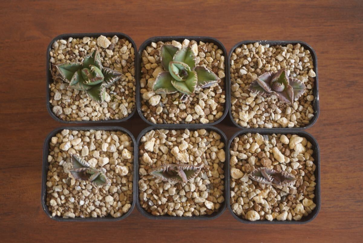 Yahoo!オークション - ③冰雹 アガベチタノタ 良形 発根済 TC株