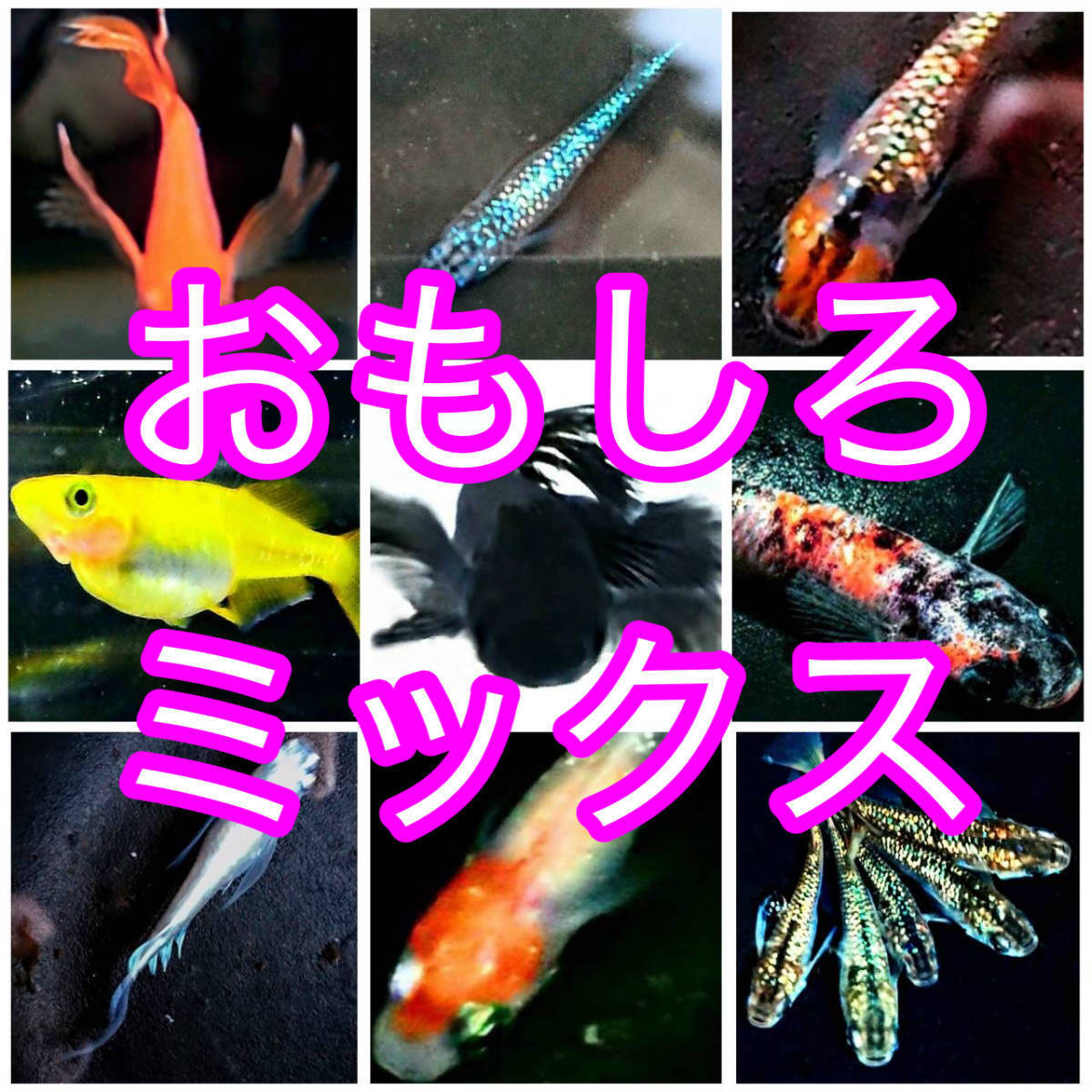 Yahoo!オークション - 今だけ限定次回未定【ぽんぽこめだか】おもしろ...