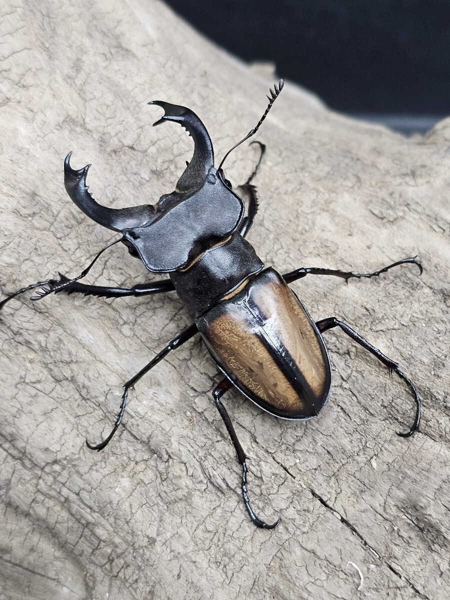 Yahoo!オークション - WF1.ラエトゥスミヤマ♂単