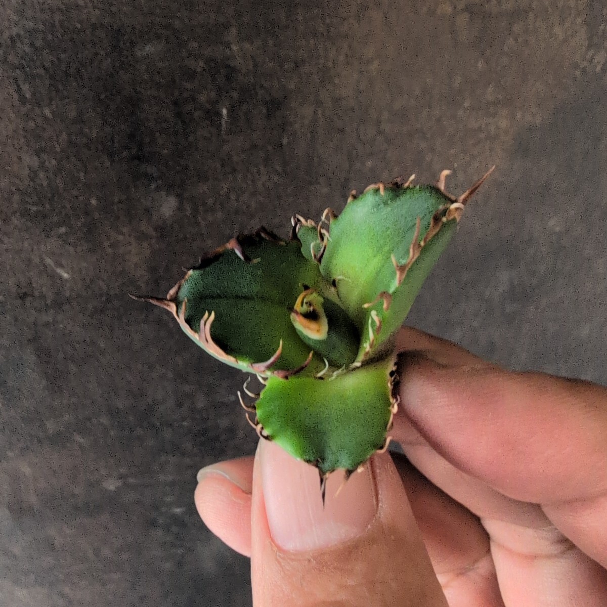 AGAVE TITANOTA teeth on back of leaf】アガベ チタノタ 子株 AGAVE TITANOTA teeth on back of leaf】アガベ チタノタ 子株