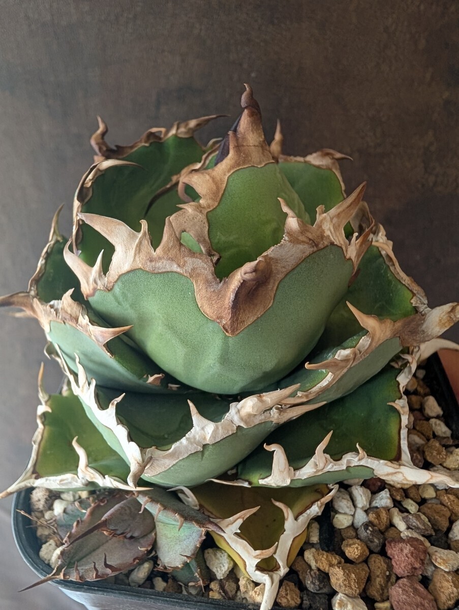 Yahoo!オークション - 【AGAVE TITANOTA fo76】アガベ チタノタ 子株