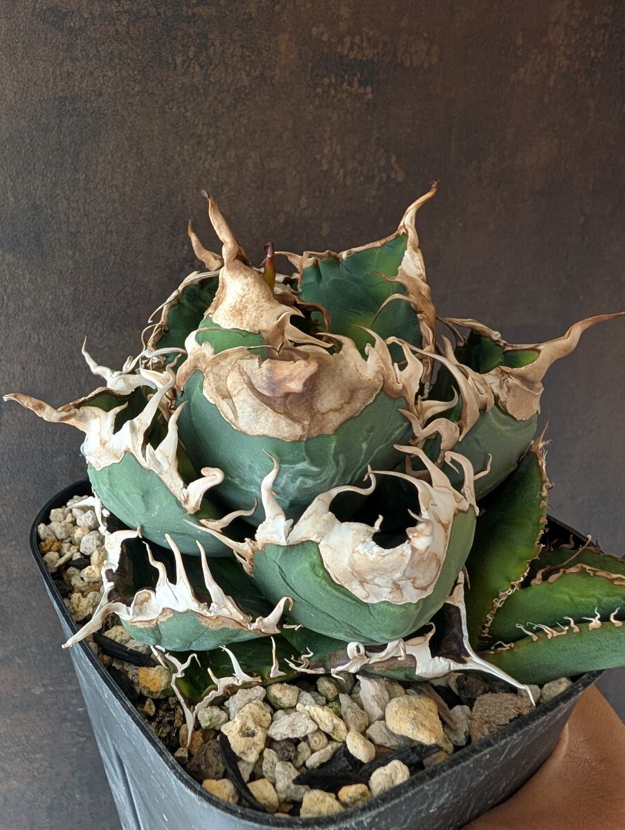 AGAVE TITANOTA 悪魔】特選株 OC株 OSP BAKEMONO シチリア AGAVE TITANOTA 悪魔】特選株 OC株 OSP BAKEMONO シチリア