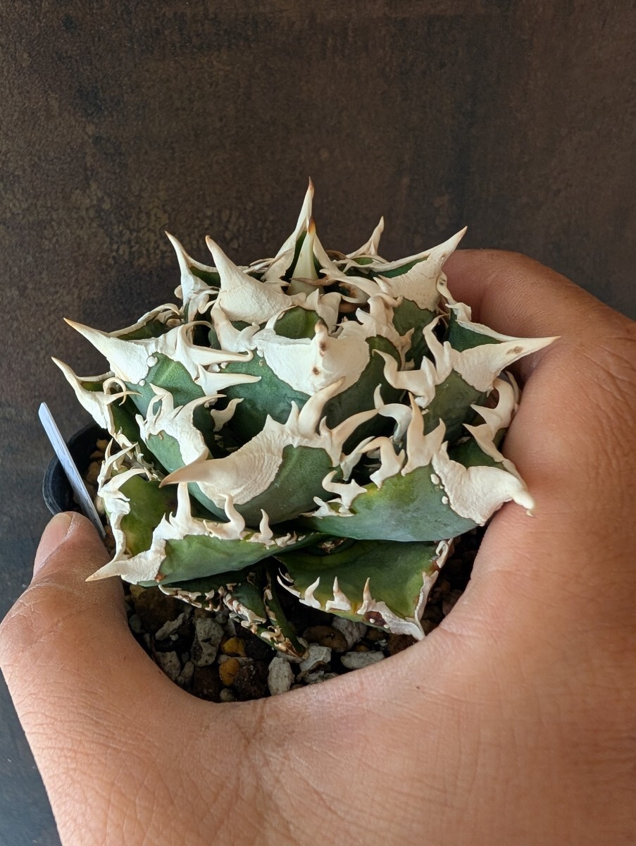AGAVE TITANOTA US DWARF special株】超コンパクト 強刺 アガベ AGAVE TITANOTA US DWARF special株】超コンパクト 強刺 アガベ