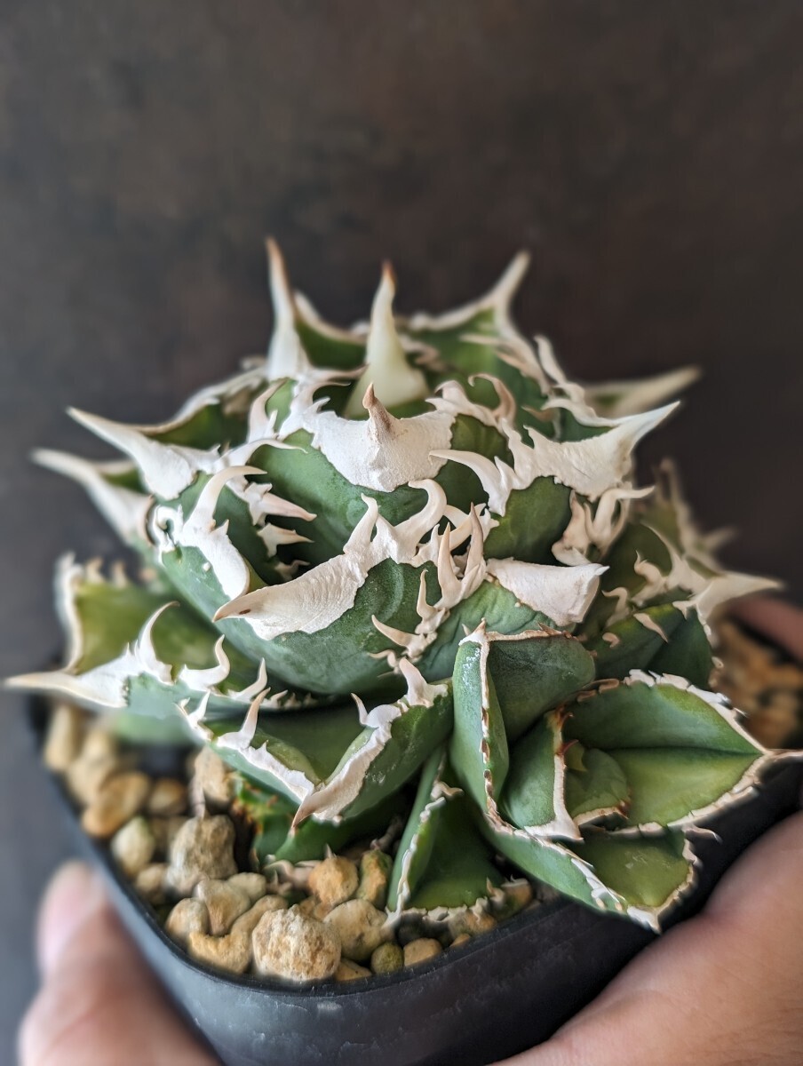 Yahoo!オークション - 【AGAVE TITANOTA LIZE産 大白鯊】アガベ チタノ...