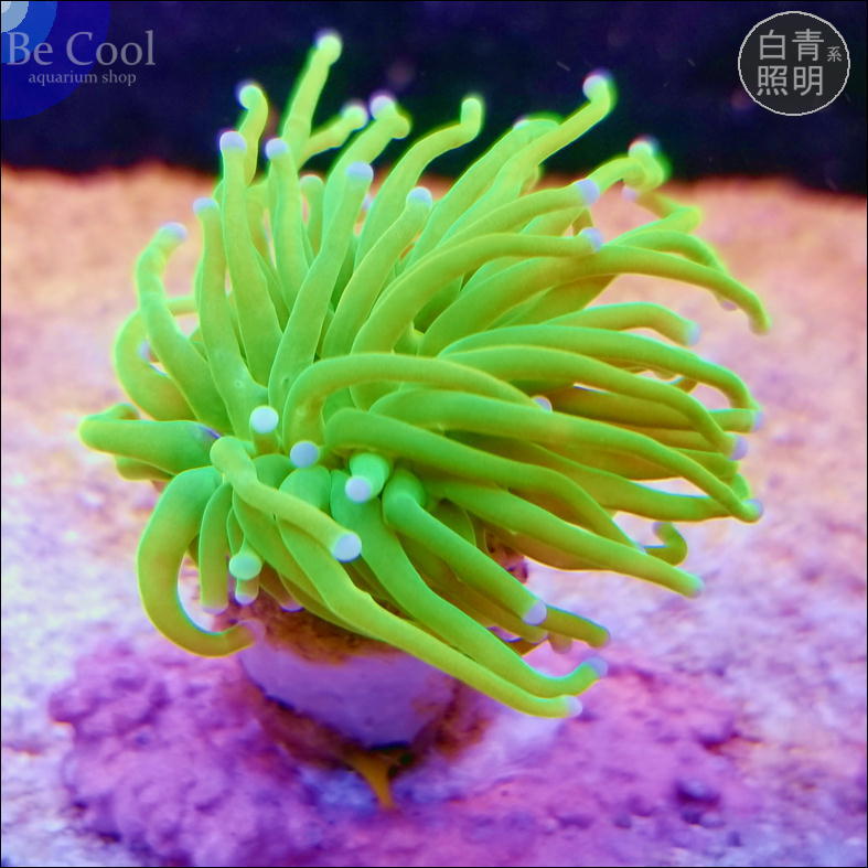 Yahoo!オークション - Z22 ハナサンゴ・ホーリーグレイル（6cm前...