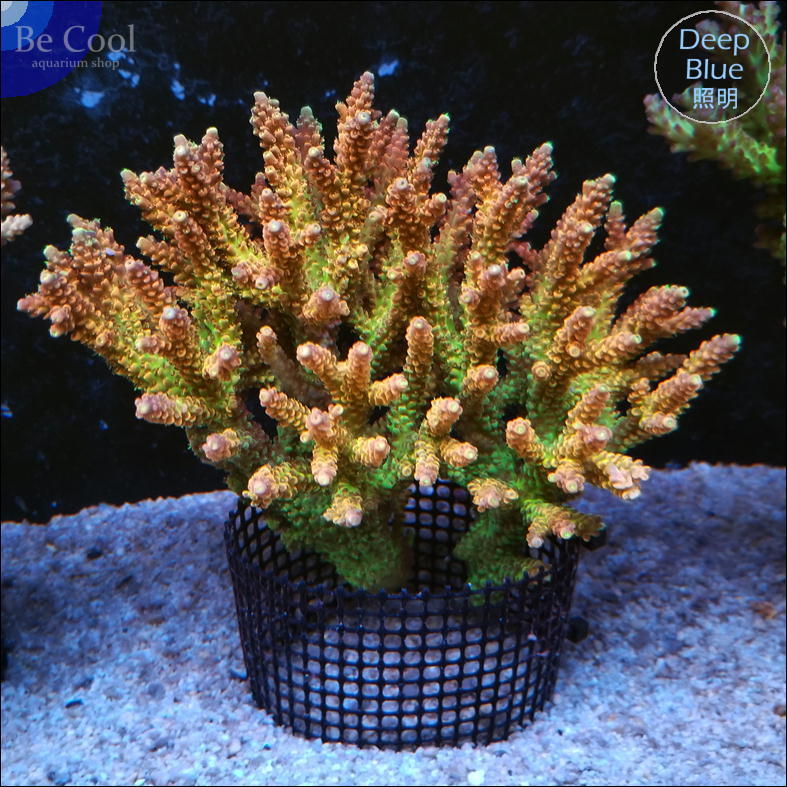 Yahoo!オークション - Z35 タチハナガサミドリイシ（12cm前後）