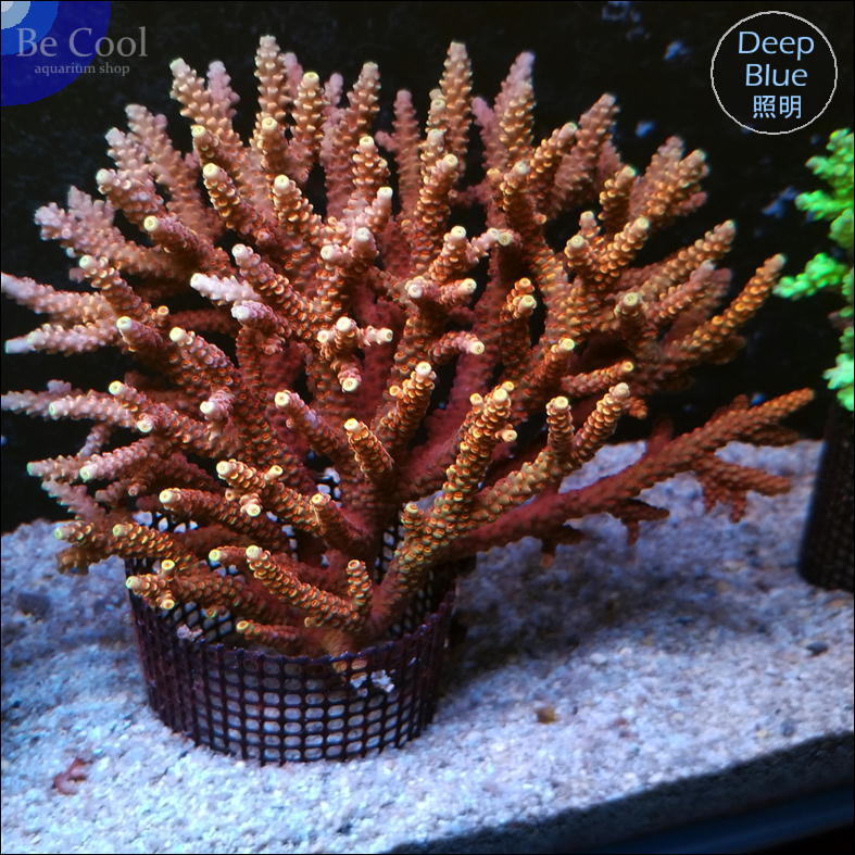 Yahoo!オークション - Z37 タチハナガサミドリイシ（14cm前後）