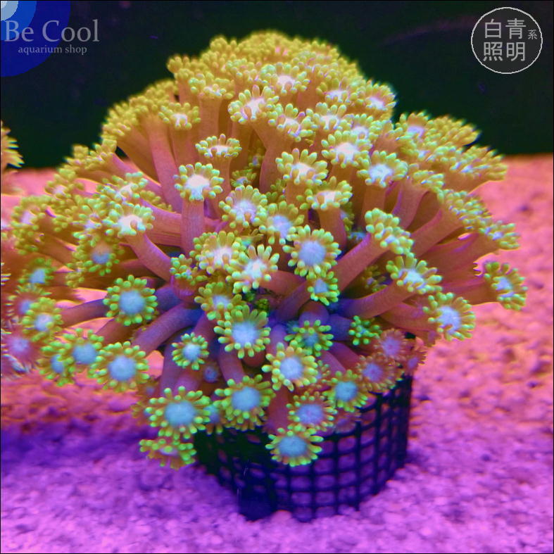 Yahoo!オークション - B82 ハナガササンゴ（7cm前後）