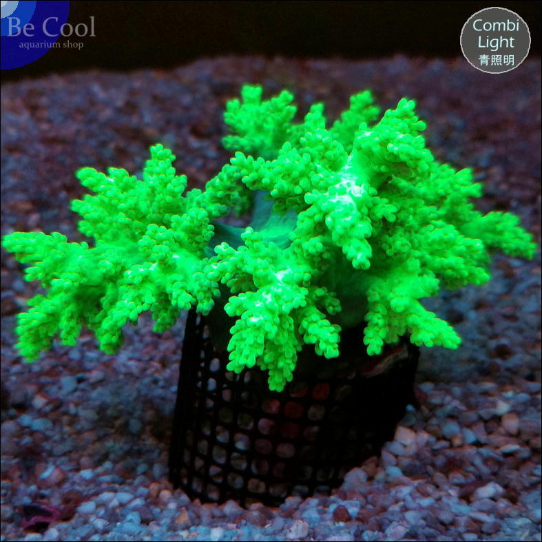 Yahoo!オークション - E48 カワラフサトサカ（10cm前後）