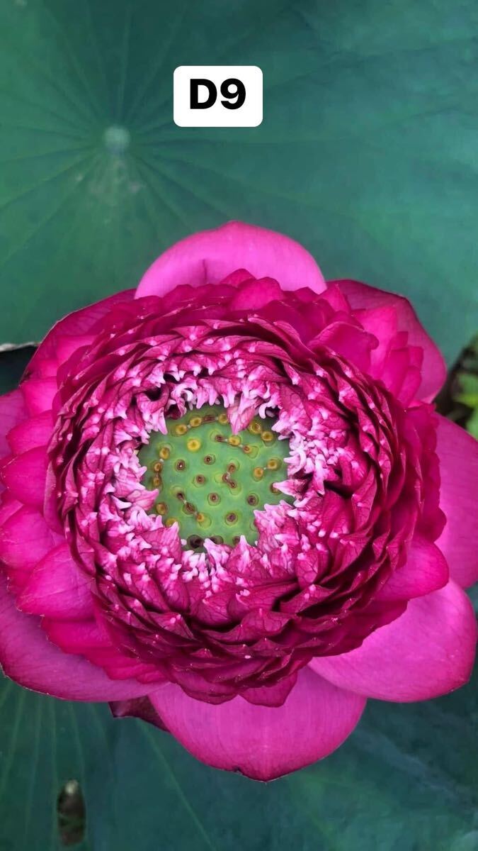 Yahoo!オークション - 花蓮の苗(D9)