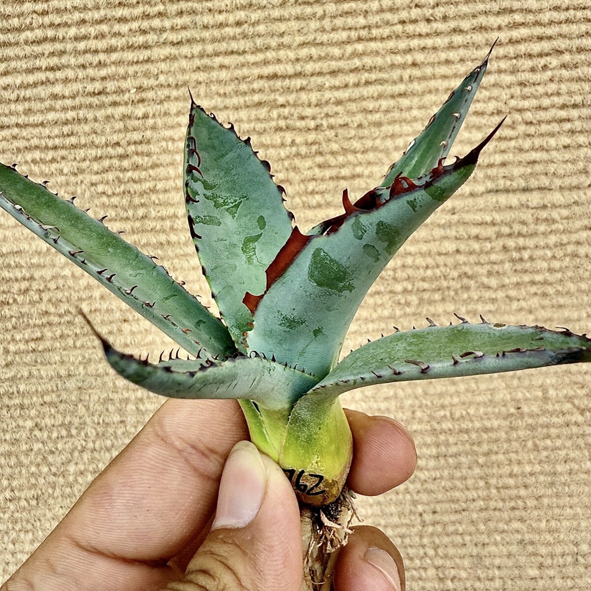 Yahoo!オークション - Lj_plants Z762 激レア高級品種 アガベ 屈原の舞...