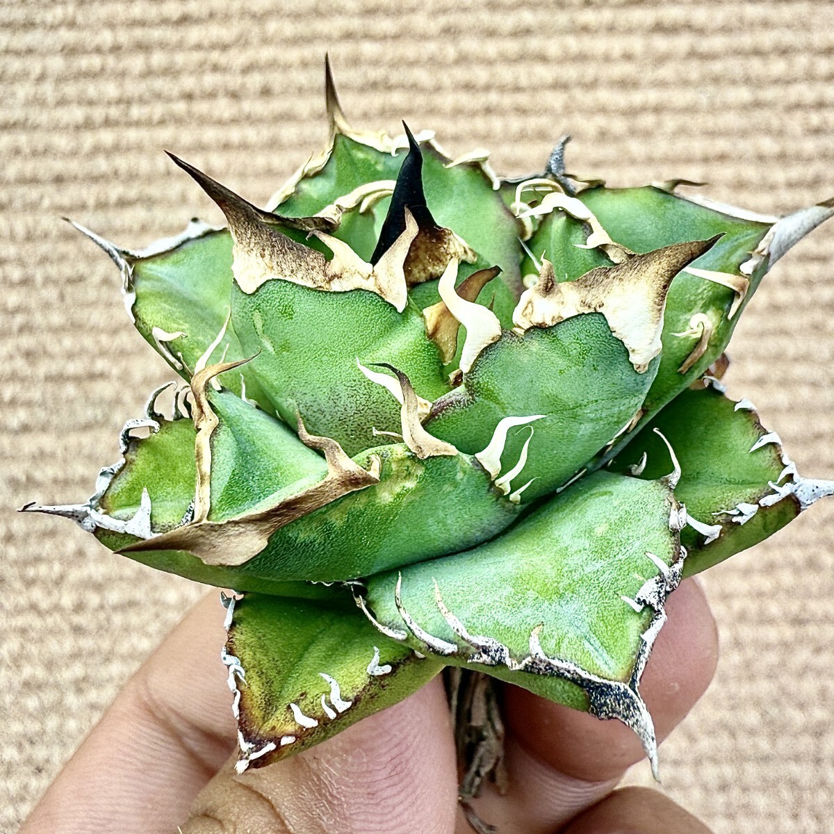 Lj_plants Z907 アガベ チタノタ オテロイ 優秀選抜実生株 Agave Lj_plants Z907 アガベ チタノタ オテロイ 優秀選抜実生株 Agave