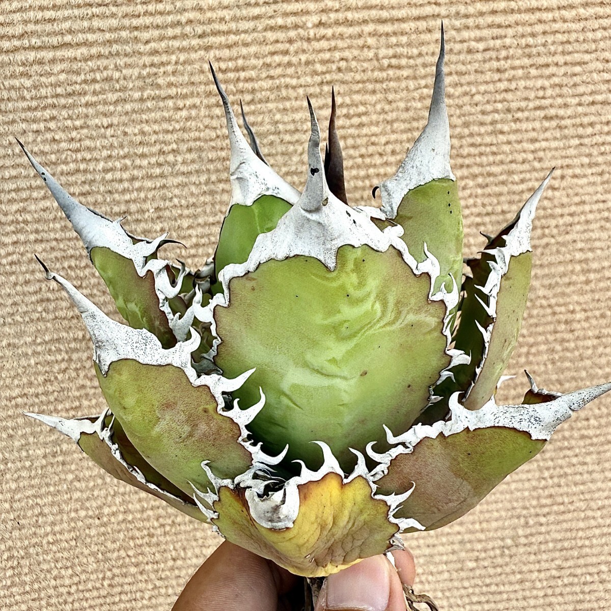 Lj_plants Z933アガベ チタノタ オテロイ 優秀選抜実生株 Agave Lj_plants Z933アガベ チタノタ オテロイ 優秀選抜実生株 Agave