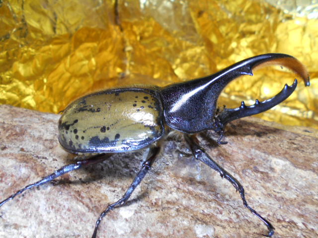 Yahoo!オークション - DHH106♂・60UP♀ペア