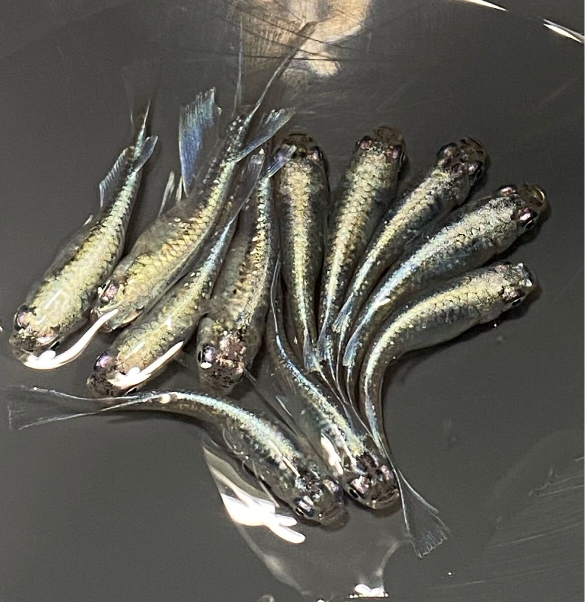 Yahoo!オークション - 【庭目高】マリアージュRLF×ホログラム F1個体 ...