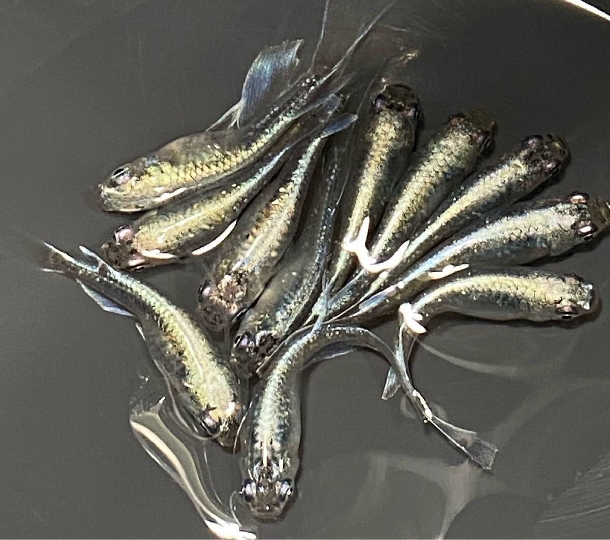 Yahoo!オークション - 【庭目高】マリアージュRLF×ホログラム F1個体 ...