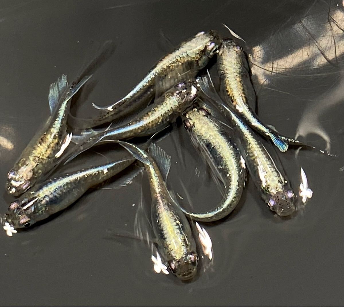 Yahoo!オークション - 【庭目高】マリアージュRLF×ホログラム F1個体 ...