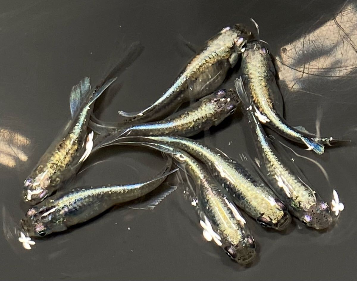 Yahoo!オークション - 【庭目高】マリアージュRLF×ホログラム F1個体 ...