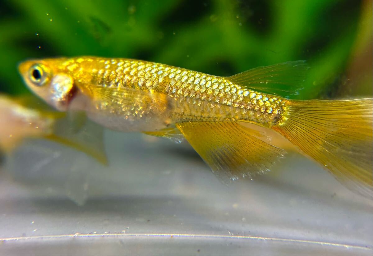 Yahoo!オークション - 【尚メダカ】めだか現物出品 極上《KAGRA RLF 2...