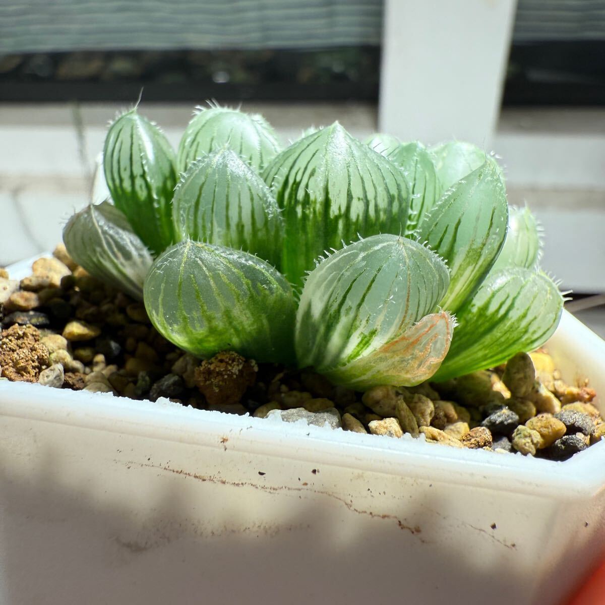 多肉植物 ハオルチア 自宅実生オブツーサ錦 未繁殖苗 すぐ交配 多肉植物 ハオルチア 自宅実生オブツーサ錦 未繁殖苗 すぐ交配