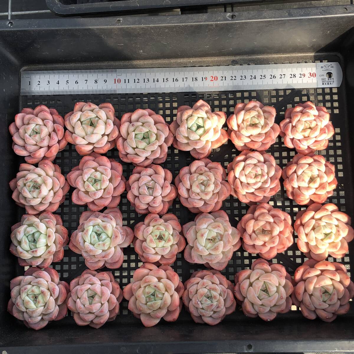 Yahoo!オークション - エケベリア24個 0408-D012 ピンク モリー 多肉植...