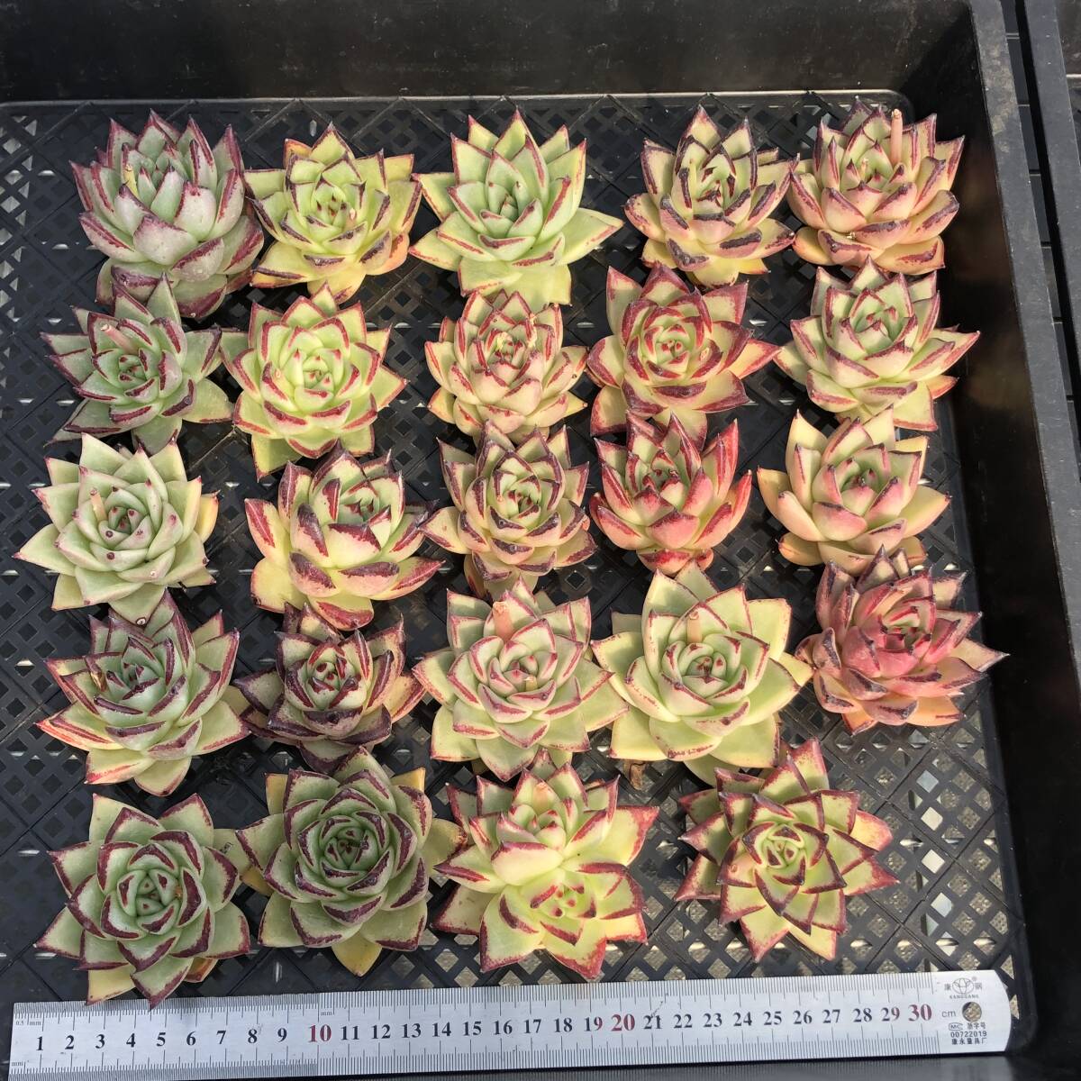 Yahoo!オークション - エケベリア24個 0408-D036 エボニー 多肉植物 カ...