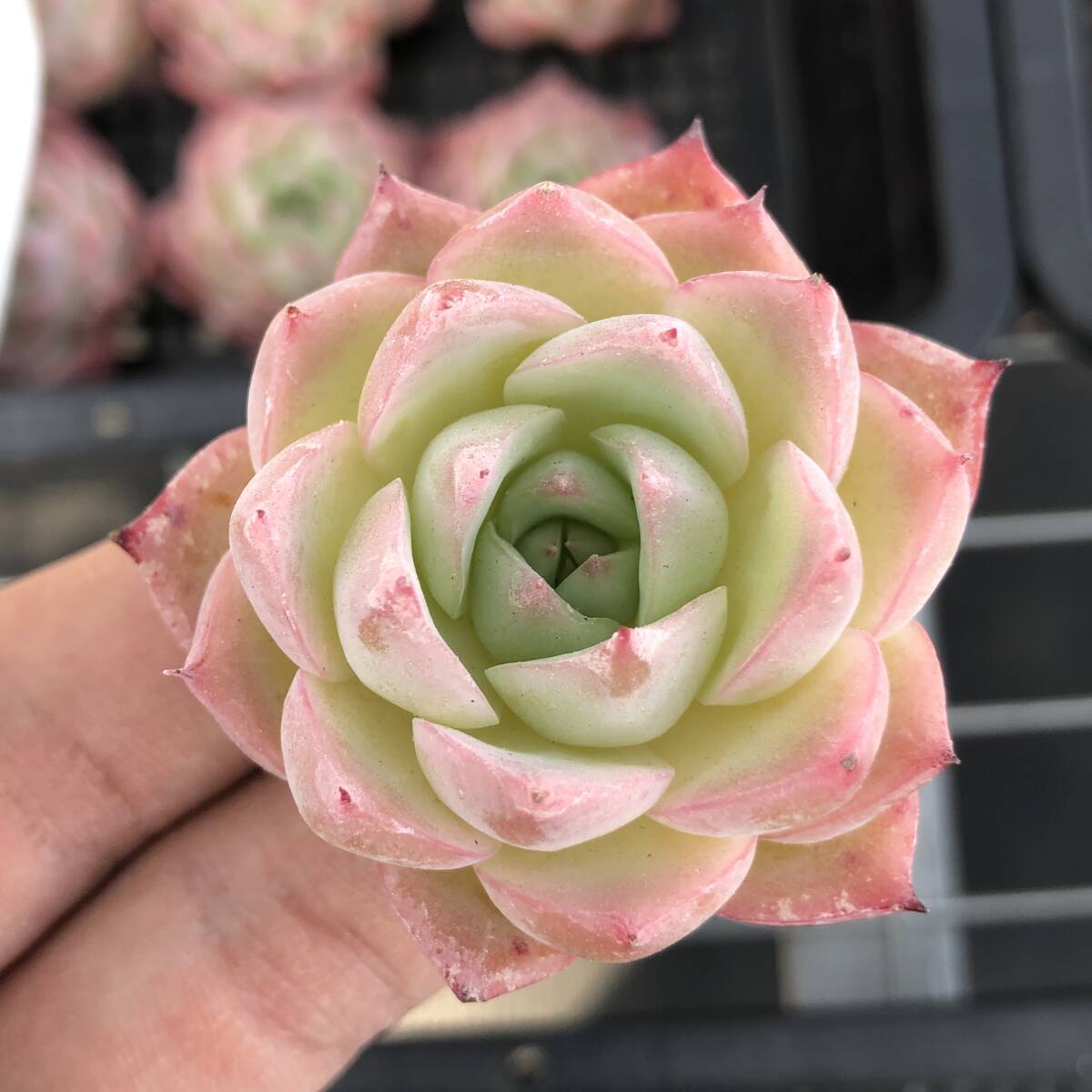 Yahoo!オークション - エケベリア24個 0408-D116 ピンククリスタルロー...