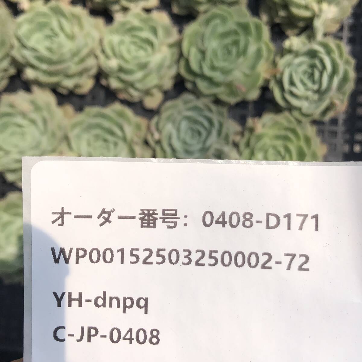 Yahoo!オークション - エケベリア24個 0408-D171 オンスロー 多肉植物 ...