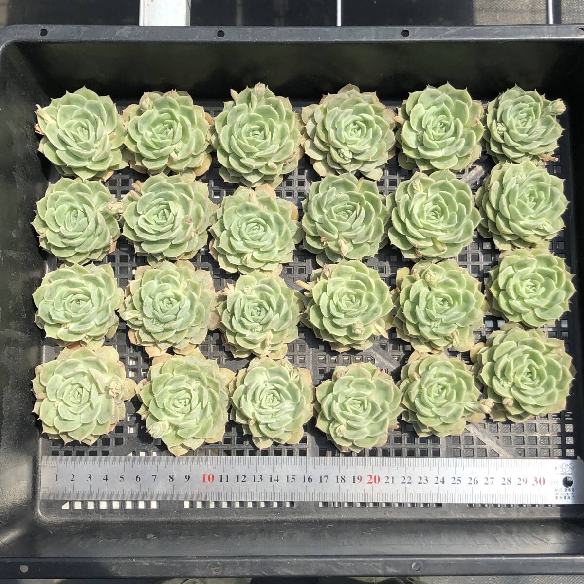 Yahoo!オークション - エケベリア24個 0408-D172 オンスロー 多肉植物 ...