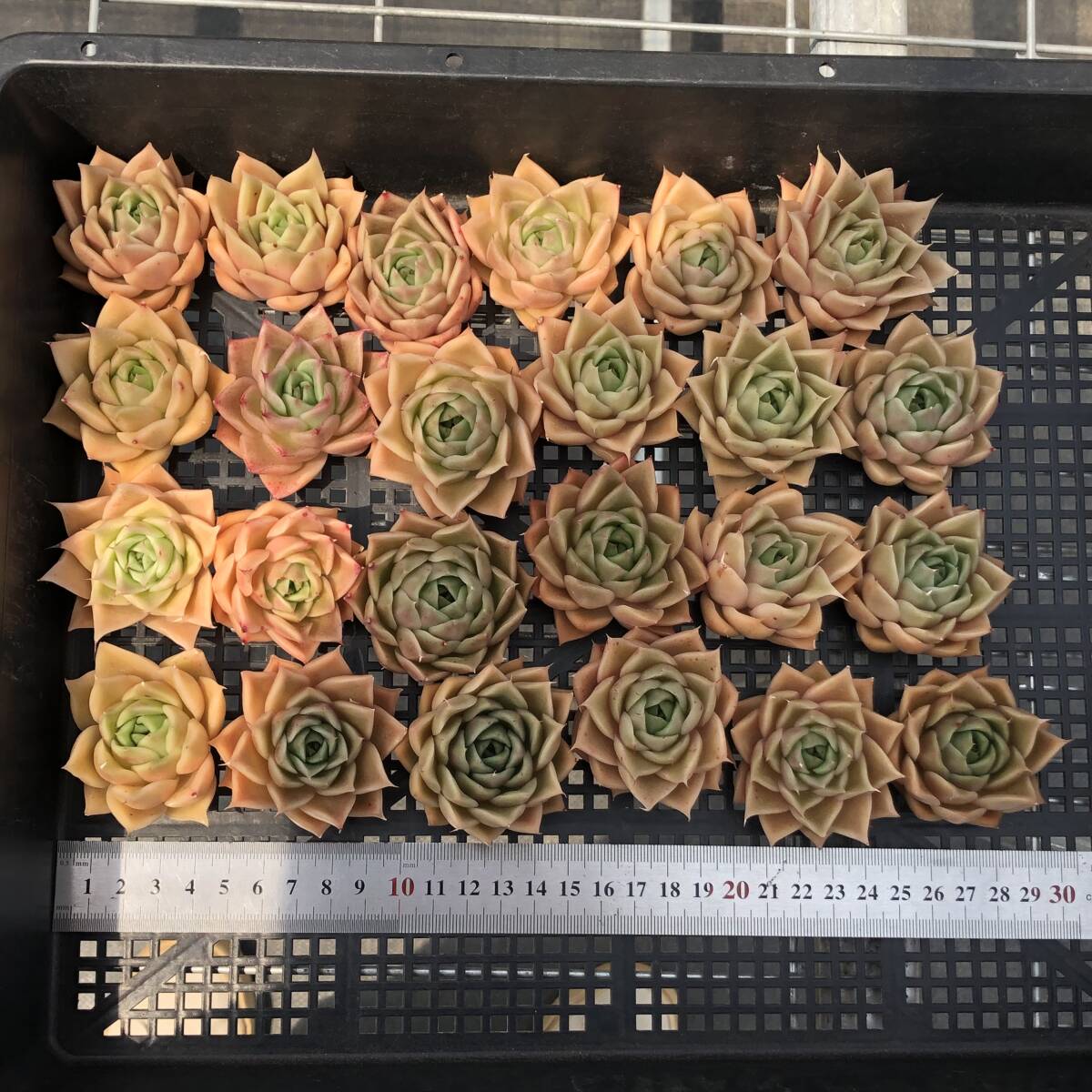 Yahoo!オークション - エケベリア24個 0408-D192 シーマルガン 多肉植...