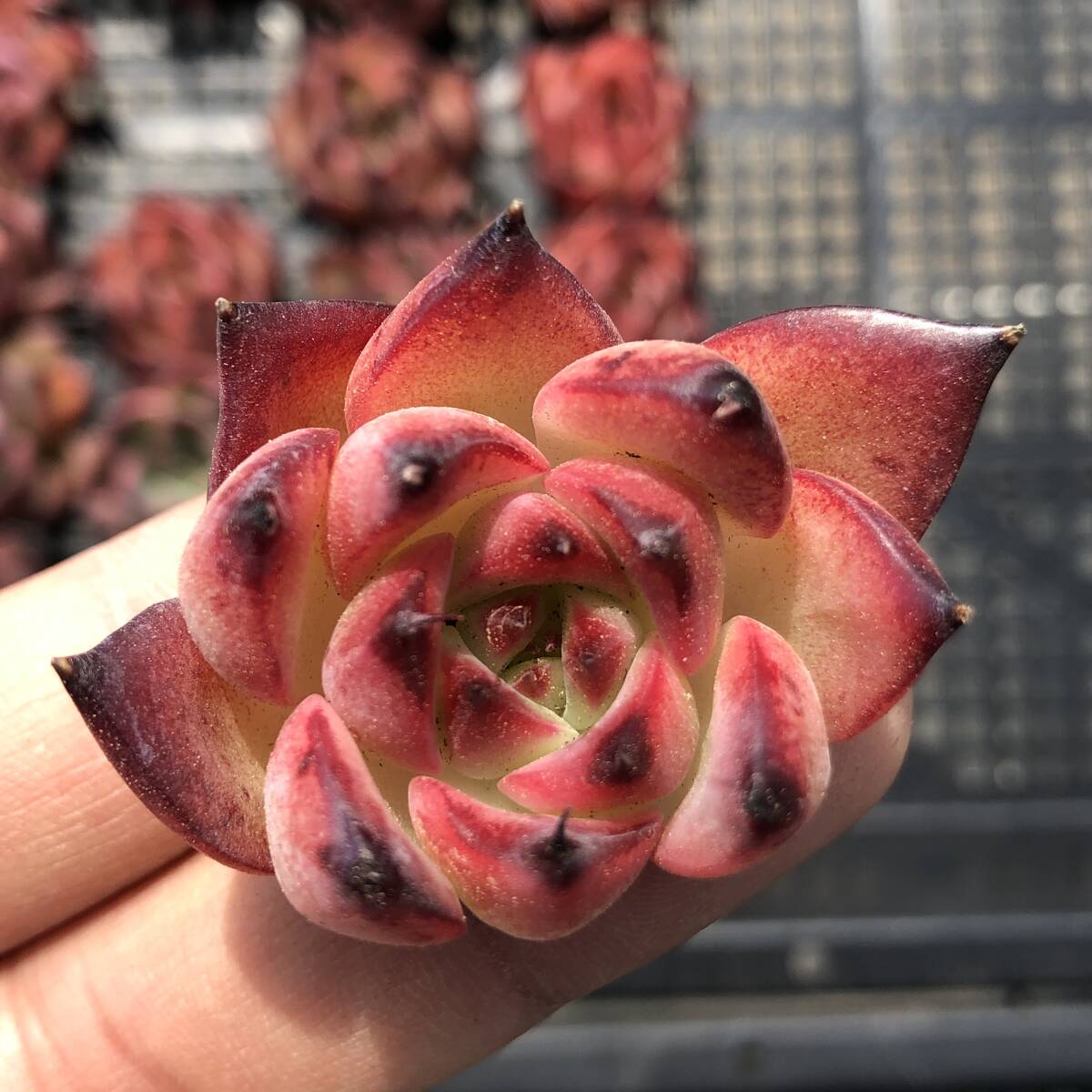 Yahoo!オークション - エケベリア20個 0408-K06 ファイヤーピラー 多肉...