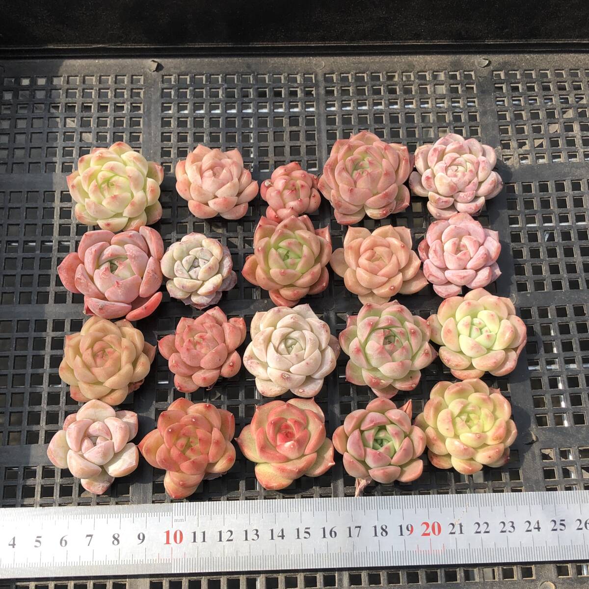 Yahoo!オークション - エケベリア20個 0407K-O019 ミックス苗 多肉植物...